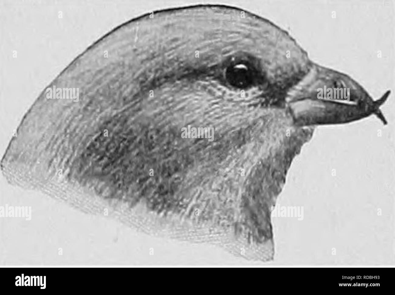 Seed cracking beak Black and White Stock Photos & Images - Alamy