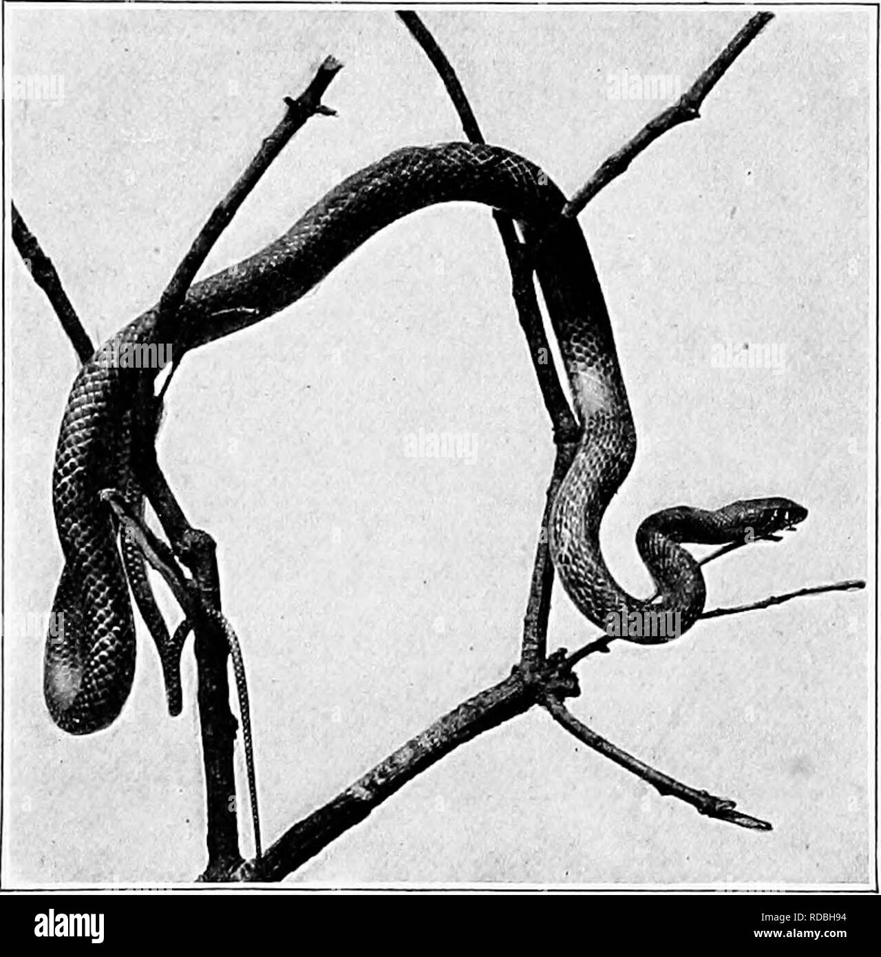 . The American natural history; a foundation of useful knowledge of the ...