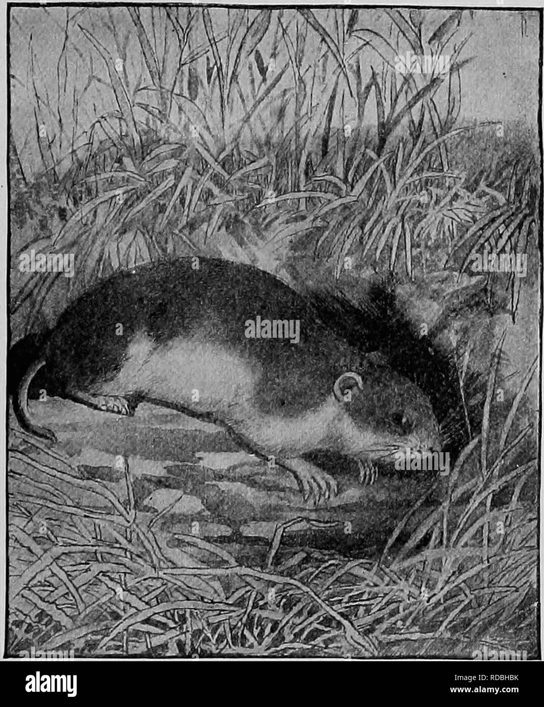 Missouri mouse hi-res stock photography and images - Alamy