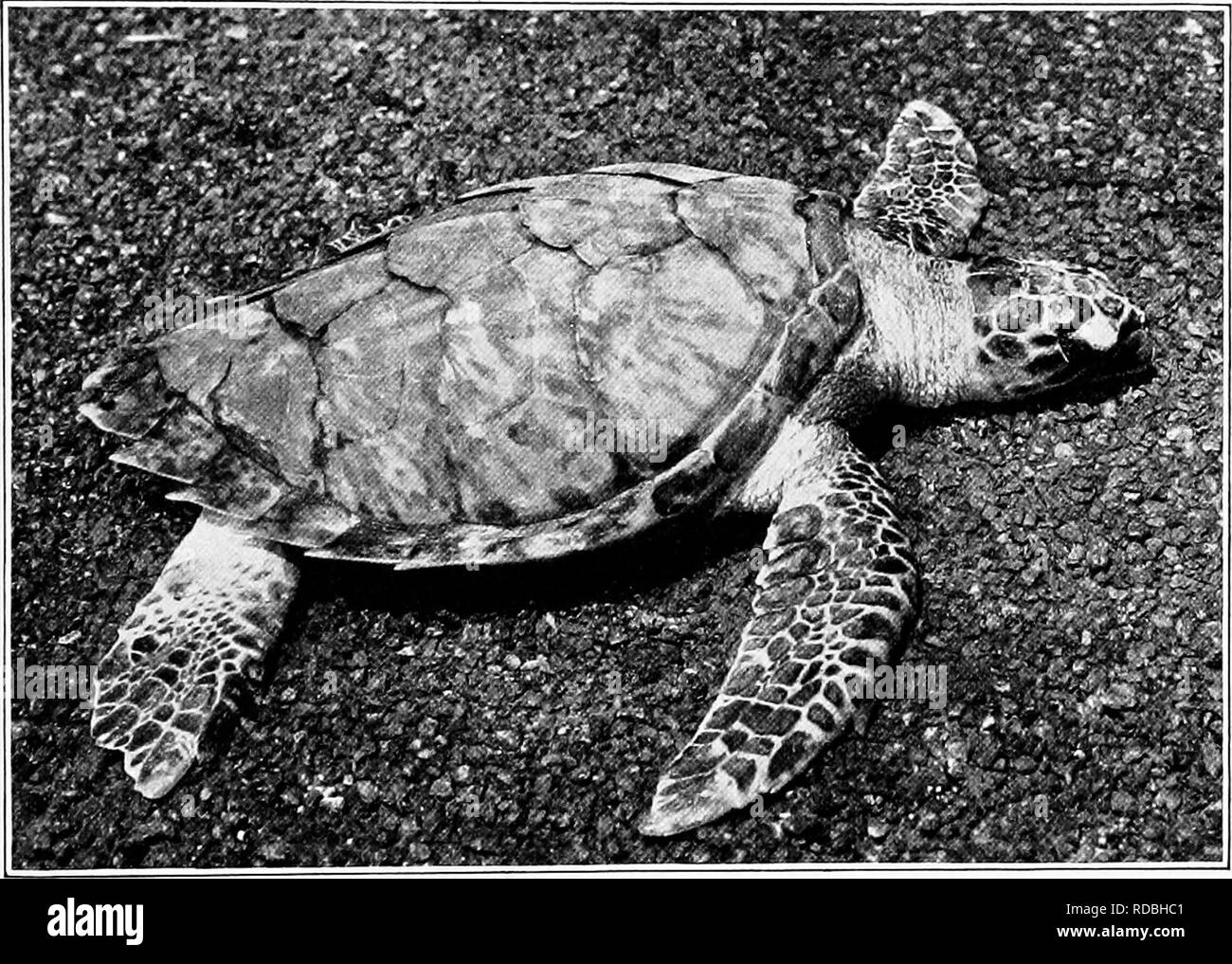 North american turtle Black and White Stock Photos & Images - Alamy
