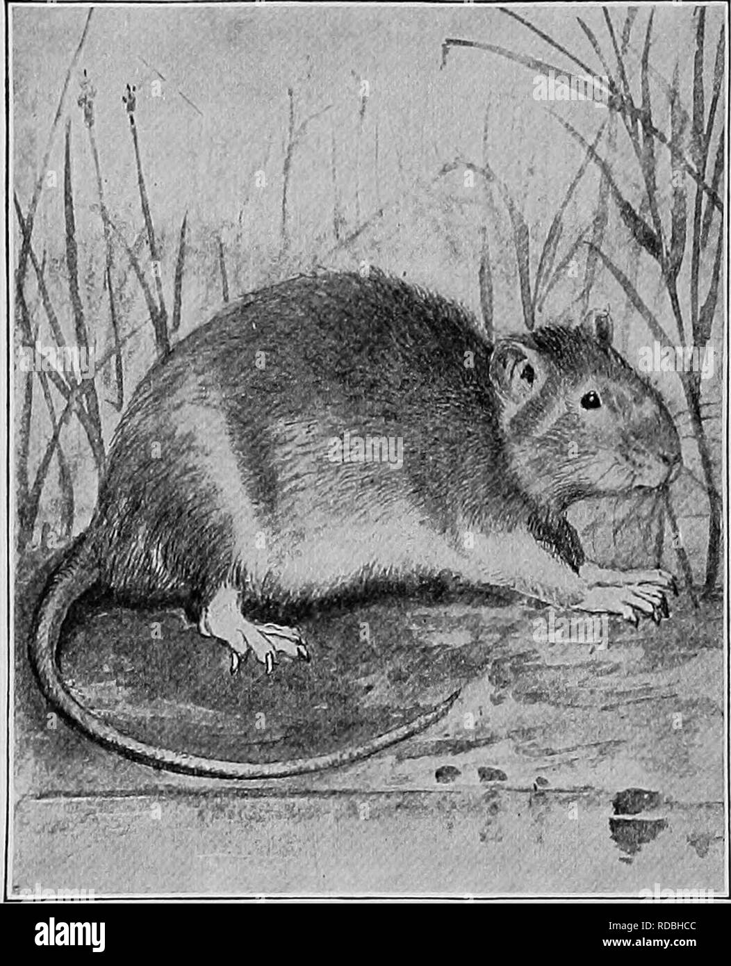 Texas field mouse hi-res stock photography and images - Alamy