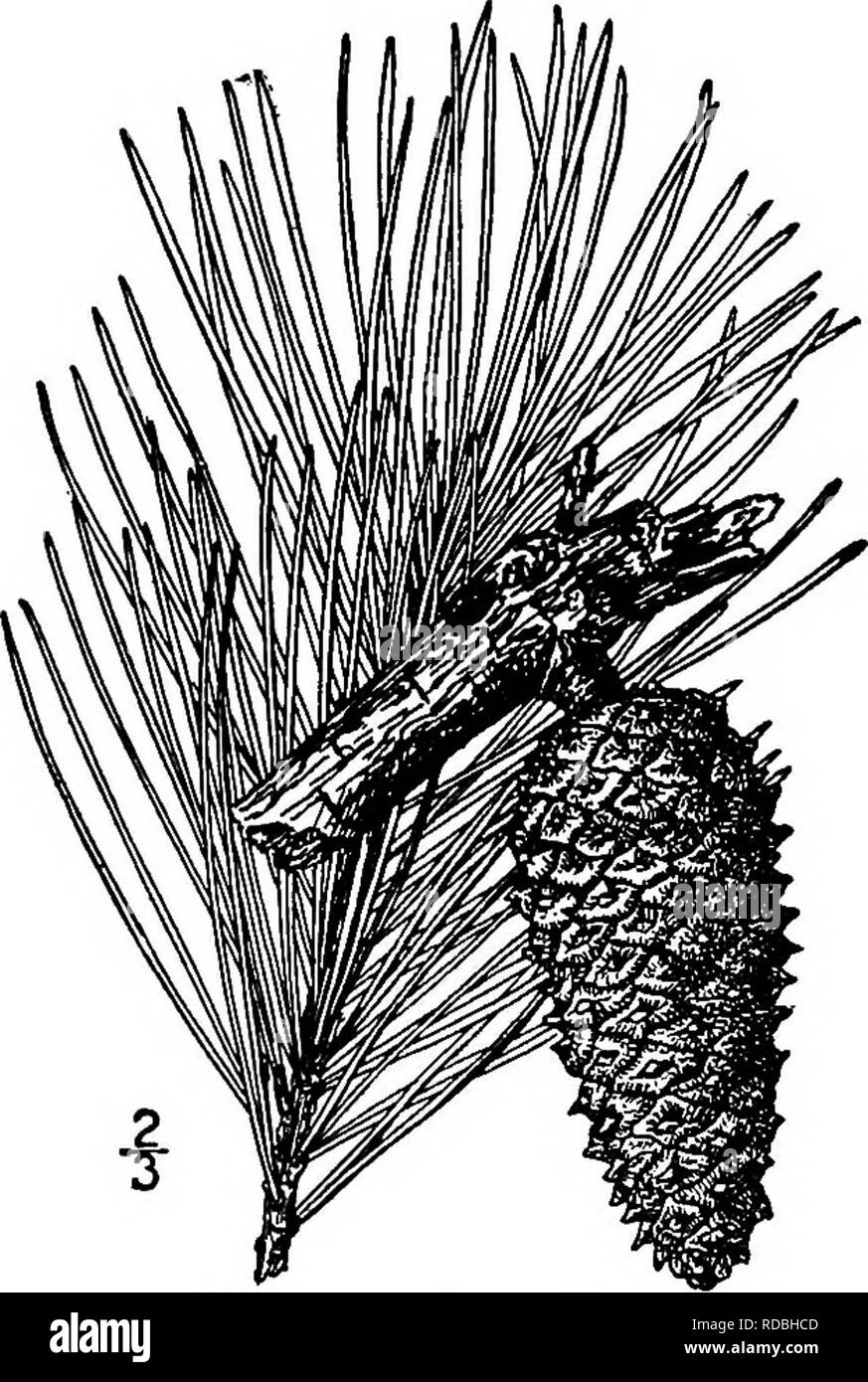 . North American trees : being descriptions and illustrations of the ...