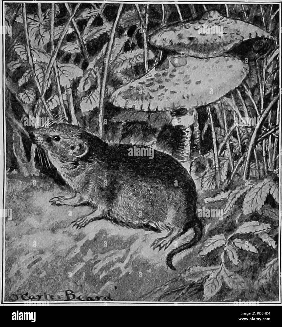 Black Vole
