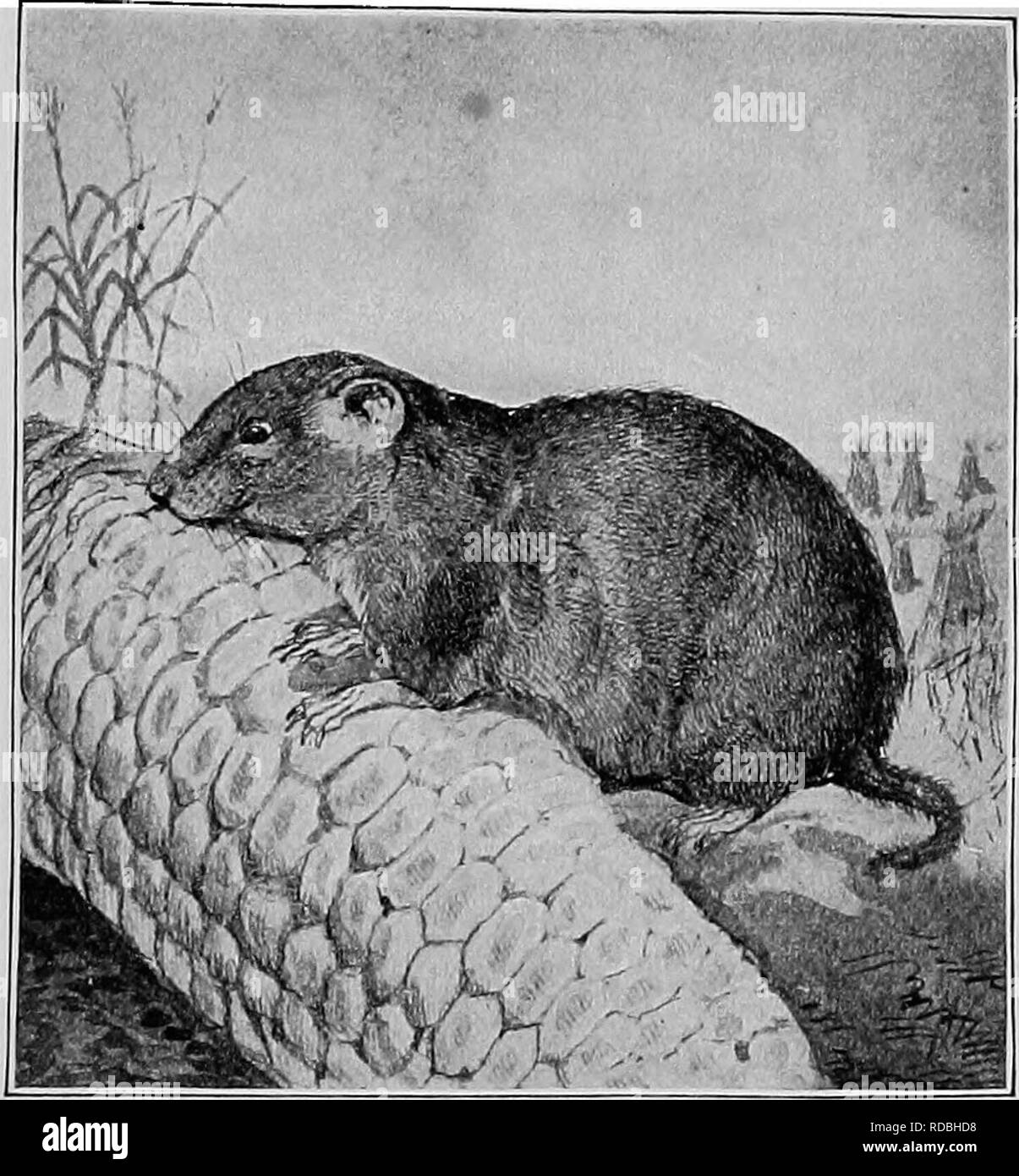 Short tailed field mouse Black and White Stock Photos & Images - Alamy