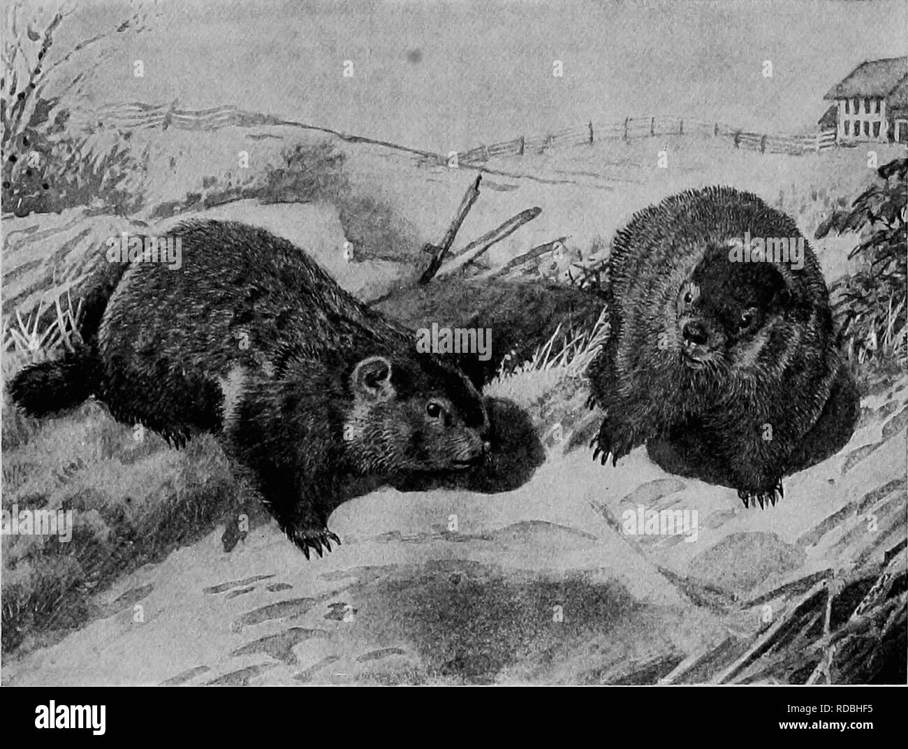 Marmot markings hi-res stock photography and images - Alamy