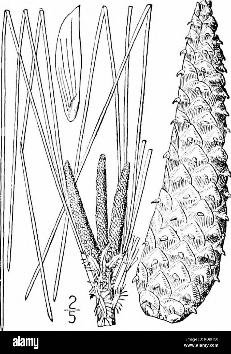 . North American trees : being descriptions and illustrations of the ...