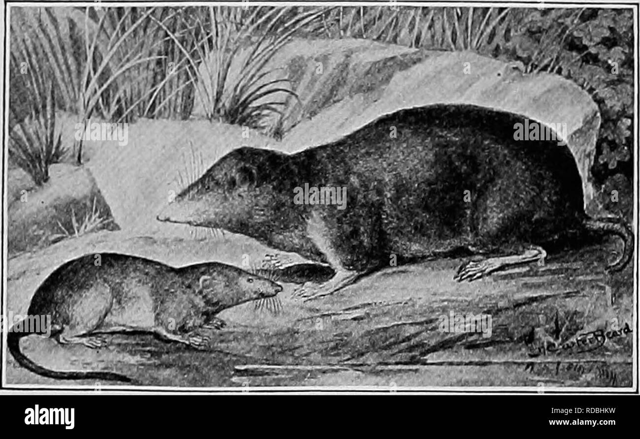 A star nosed mole hi-res stock photography and images - Alamy