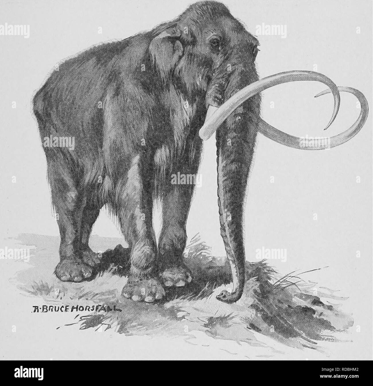 Cohoes mastodon Black and White Stock Photos & Images - Alamy