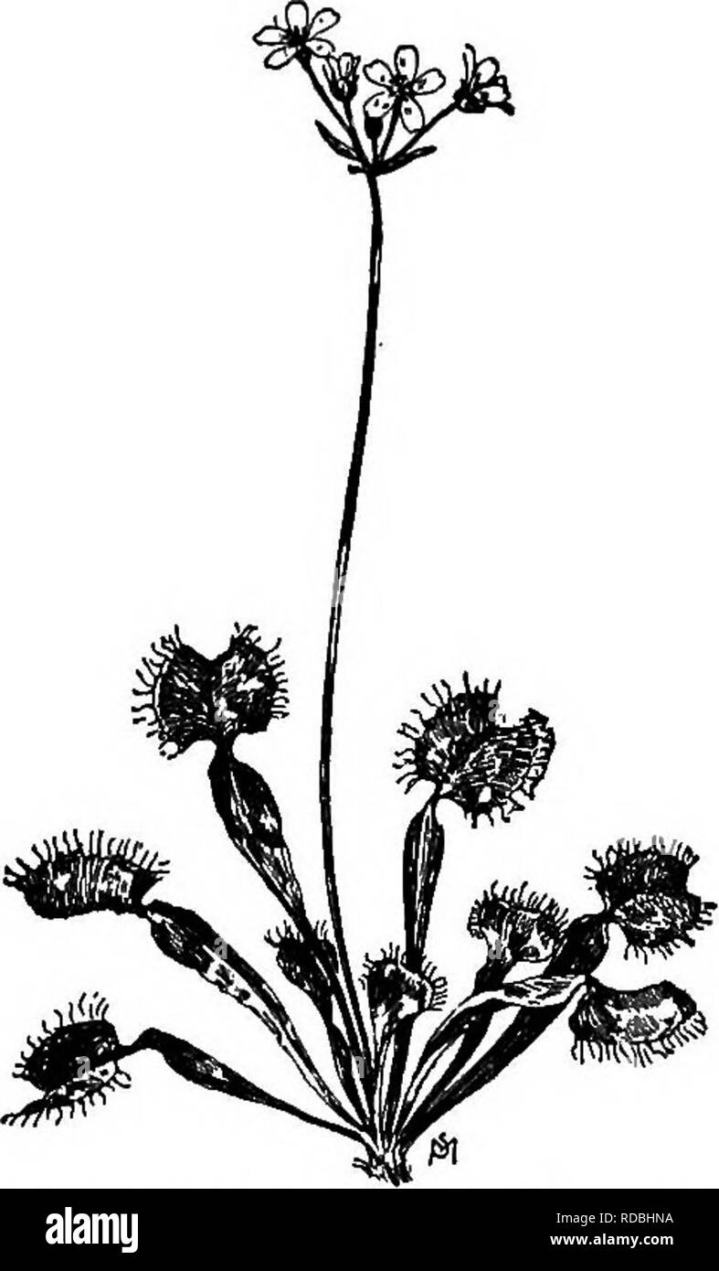 Double terminal flowers Black and White Stock Photos & Images - Alamy
