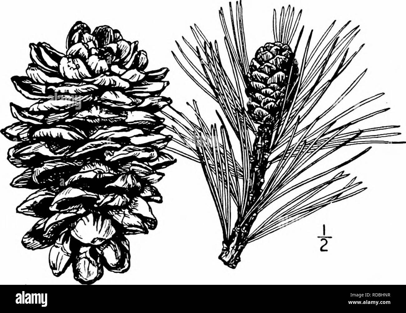 Thick scaly plates hi-res stock photography and images - Alamy