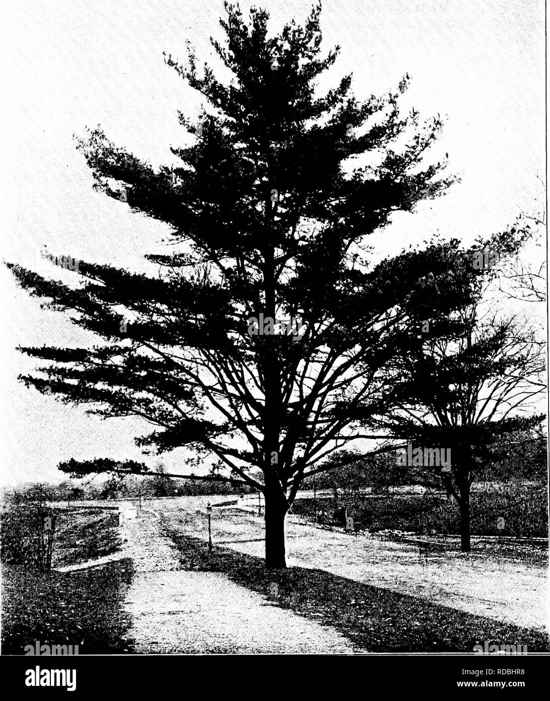 . North American trees : being descriptions and illustrations of the ...