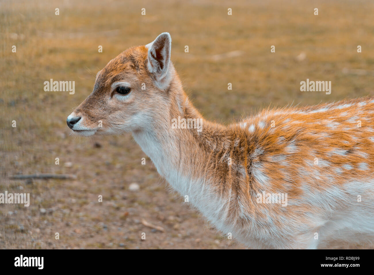 young deer with soft fur - offspring Stock Photo - Alamy
