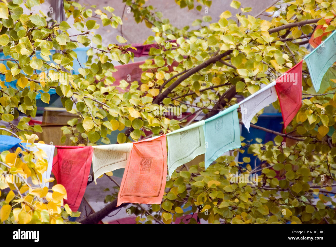 Pray flags in Lhasa Tibet Stock Photo - Alamy