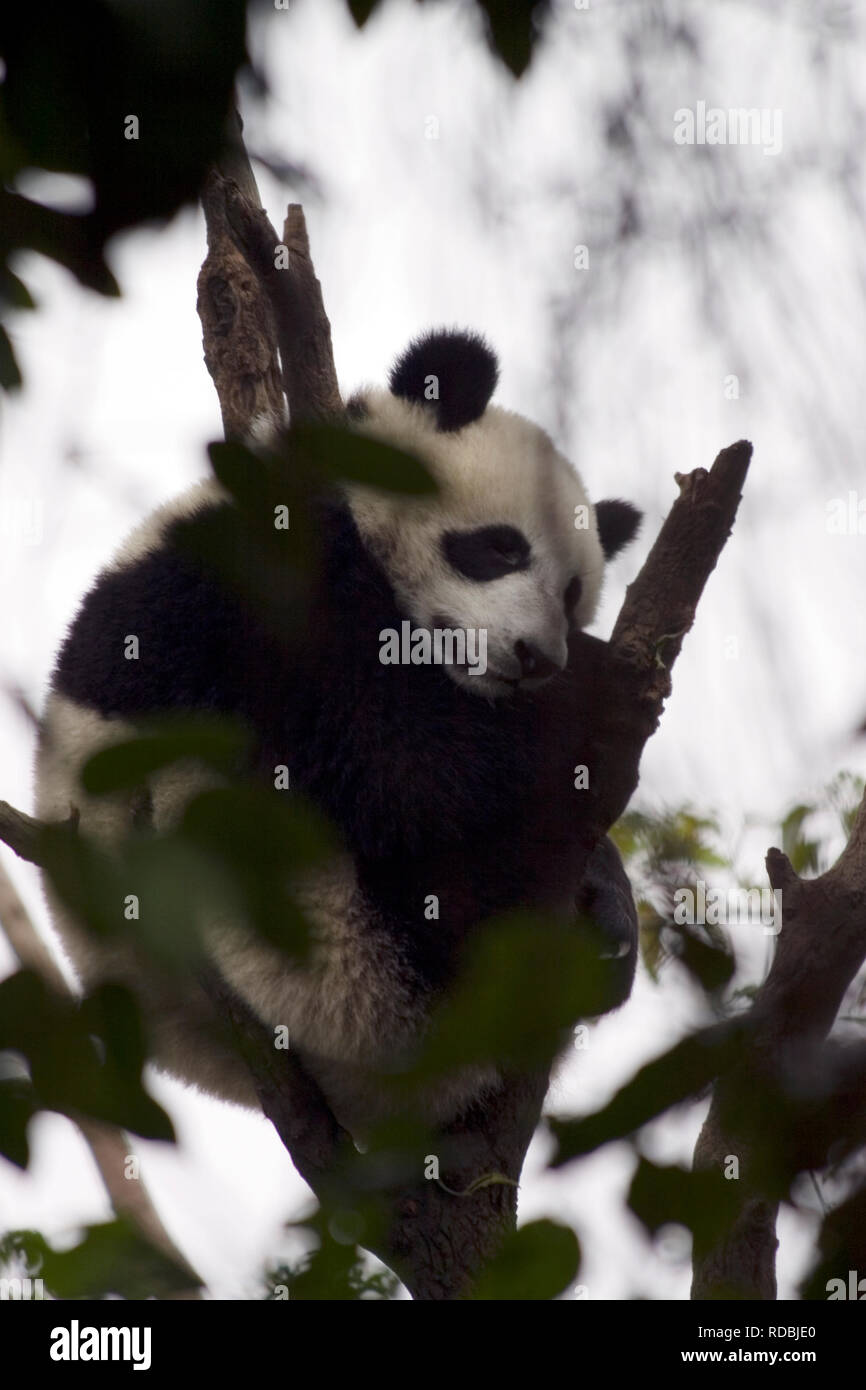 Qinling Panda High Resolution Stock Photography and Images - Alamy