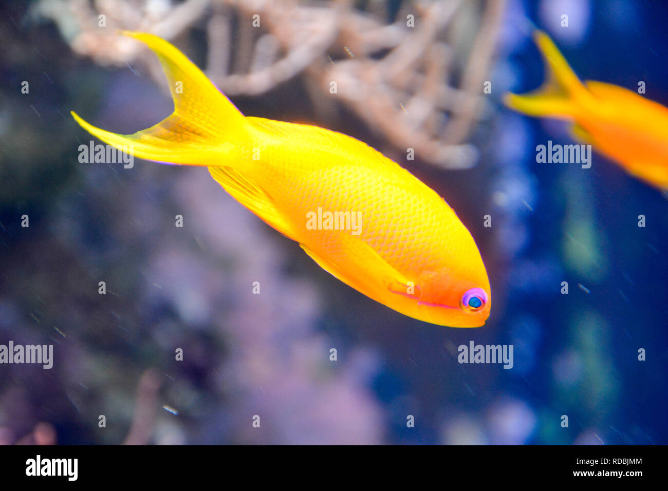 yellow fish in a fish tank - Assessor flavissimus Stock Photo - Alamy