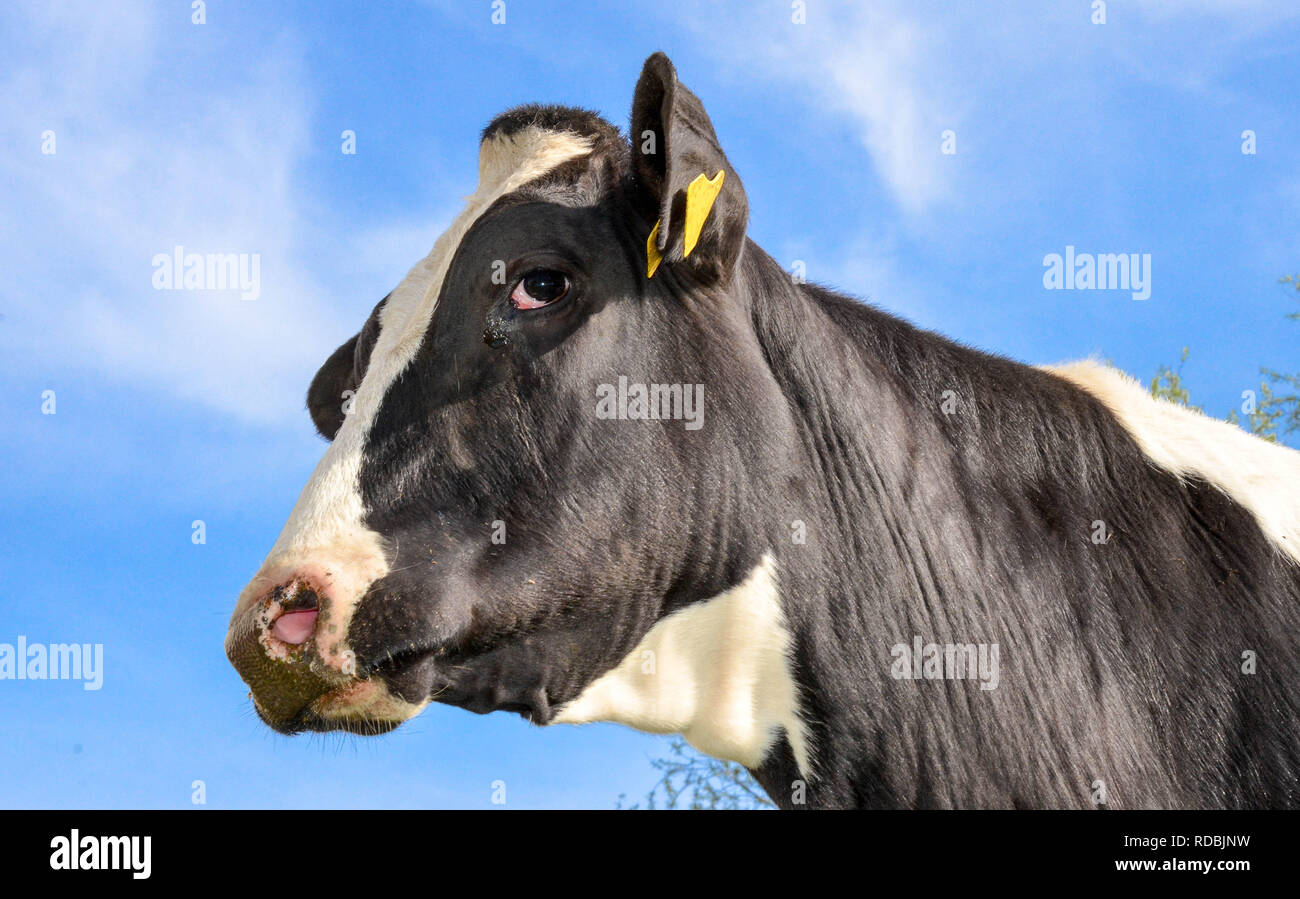 Cow agriculture farming hi-res stock photography and images - Alamy
