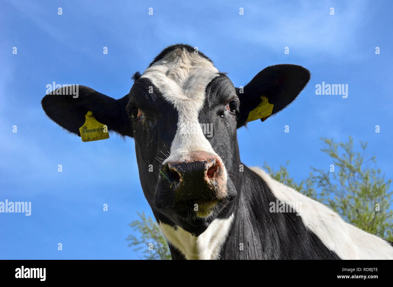 head of a cow - blue sky in the background Stock Photo - Alamy