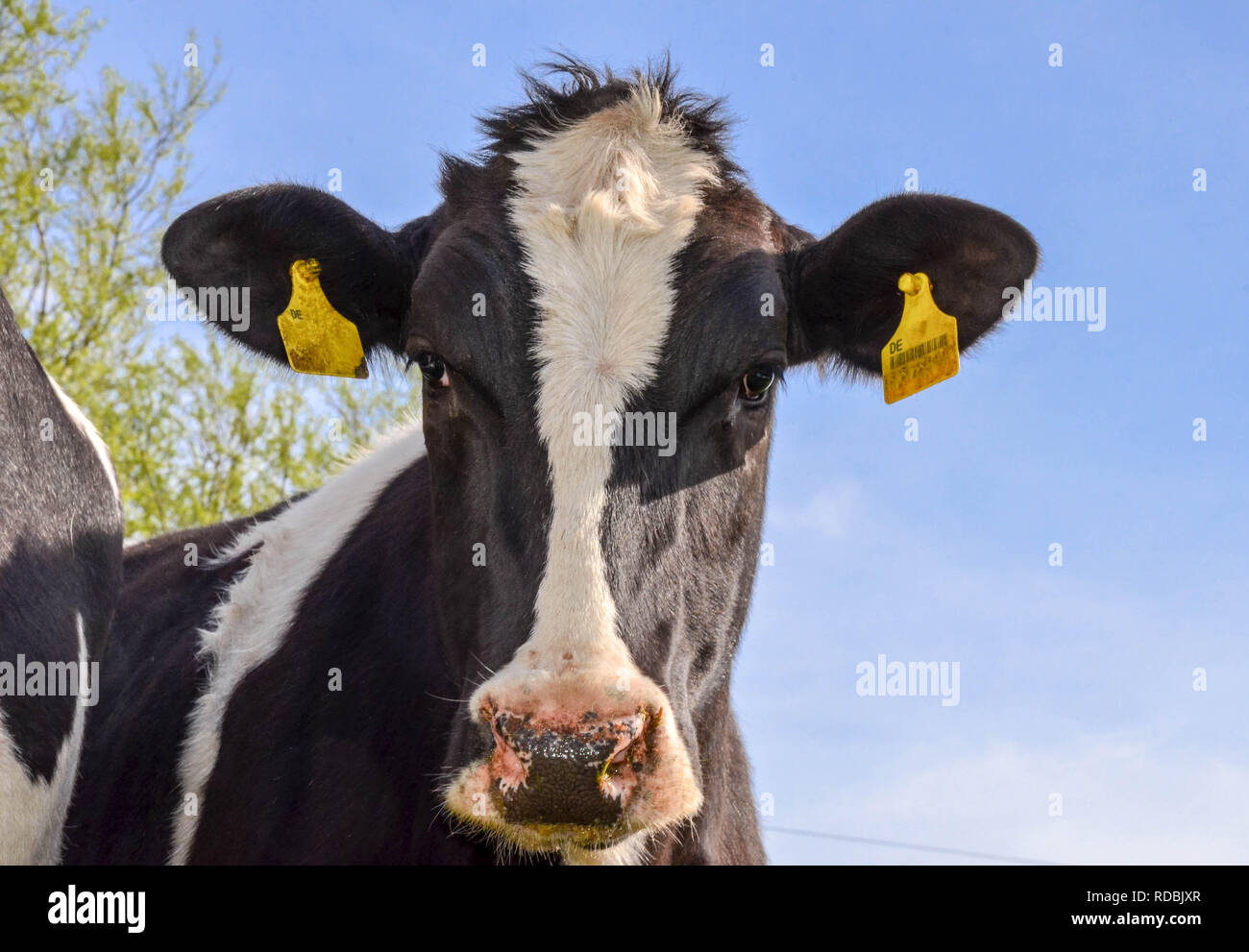 Cow agriculture farming hi-res stock photography and images - Alamy