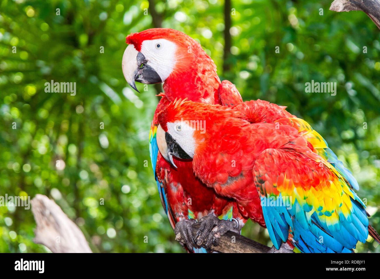 Parrot wildlife hi-res stock photography and images - Alamy