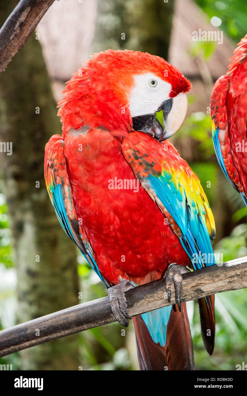 parrot birds in a wildlife park Stock Photo - Alamy