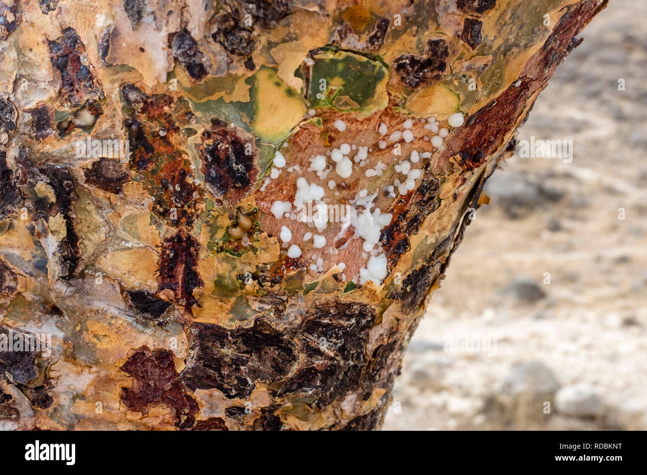 Sap on the trunk of a frankincense tree near Salalah in the southern ...