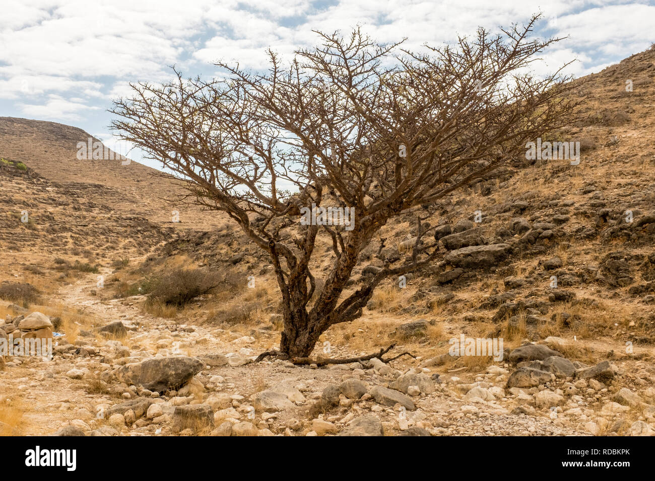 Frankincense tree hi-res stock photography and images - Alamy