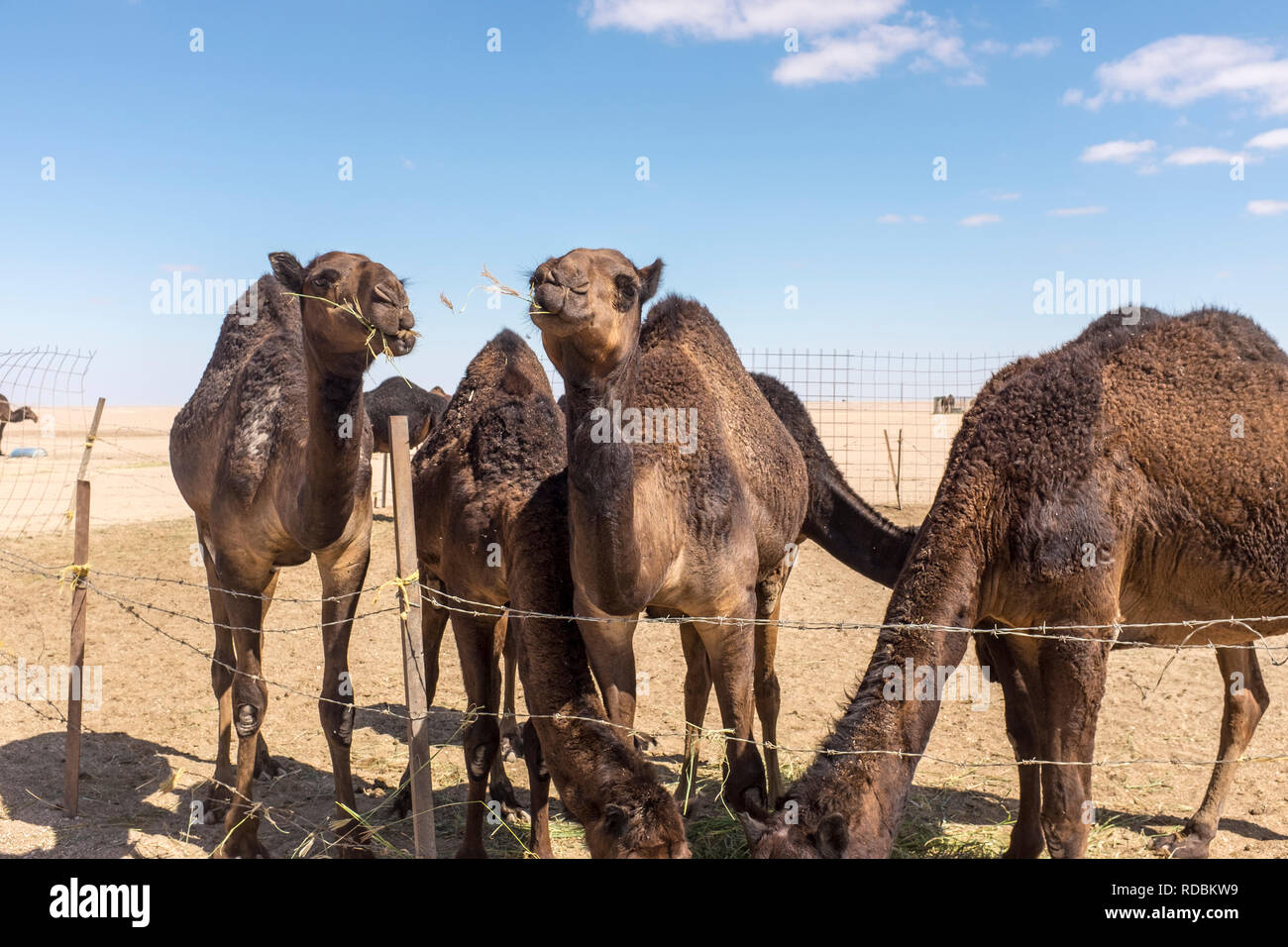 Camels at a camel farm near Salalah, Oman Stock Photo - Alamy