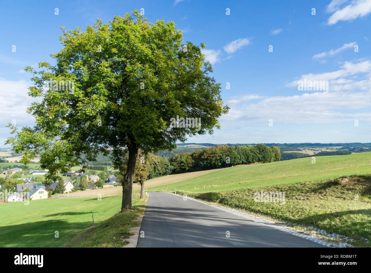 tree near a road Stock Photo - Alamy