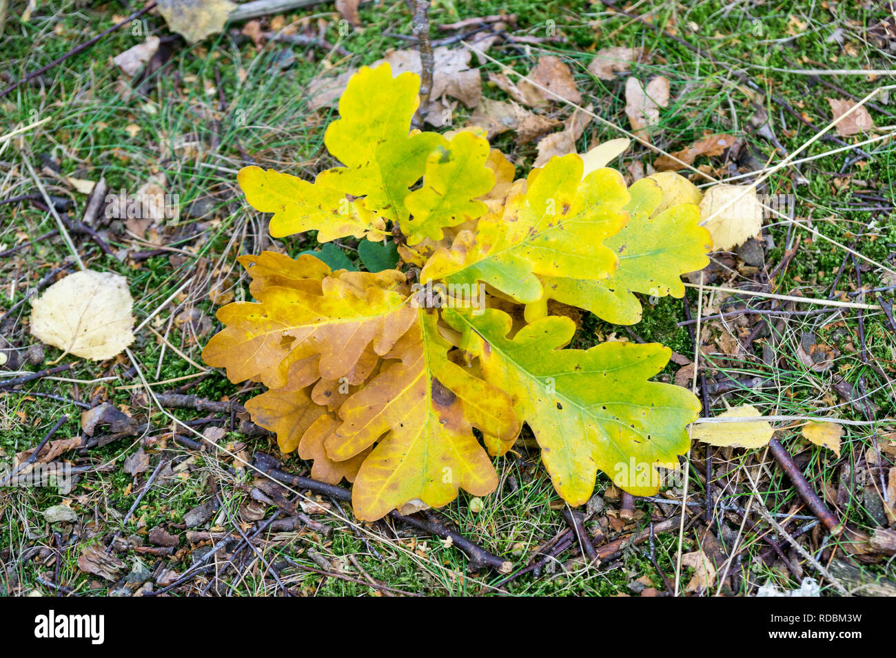 forest floor with oak leaves during autumn Stock Photo - Alamy