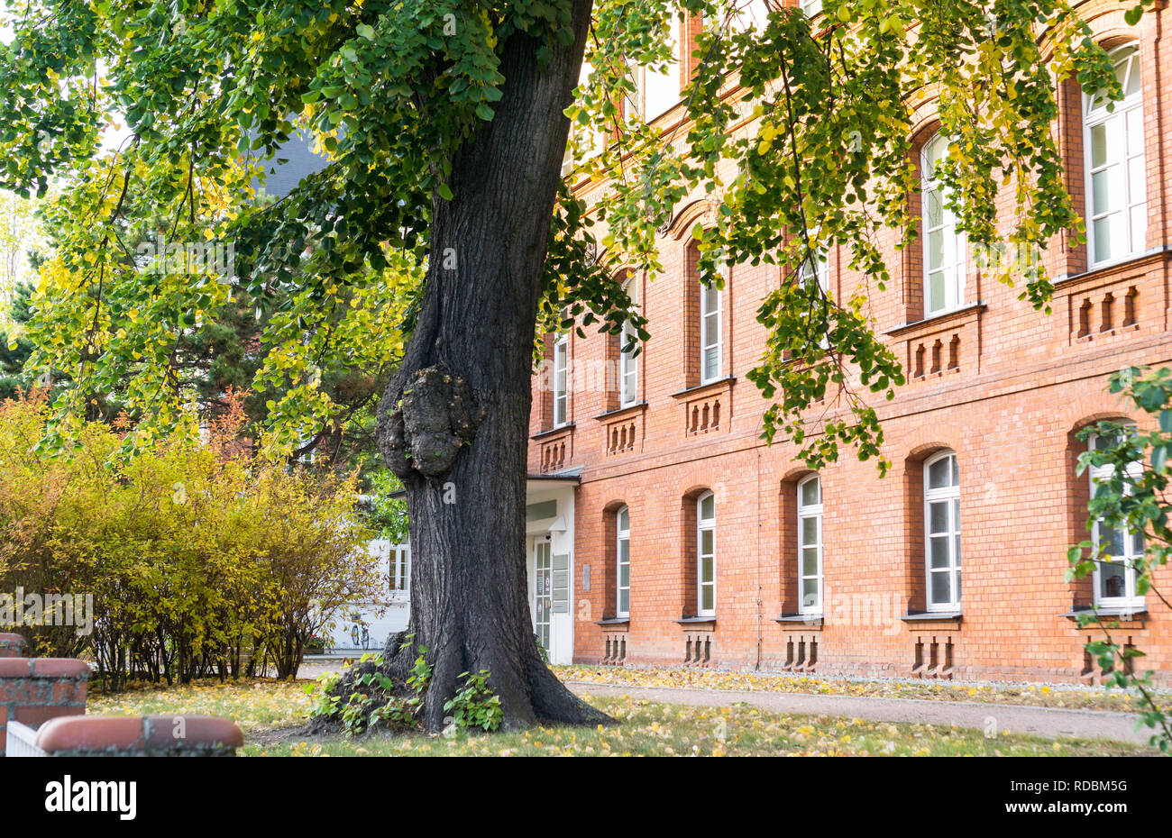 Old building tree hi-res stock photography and images - Alamy