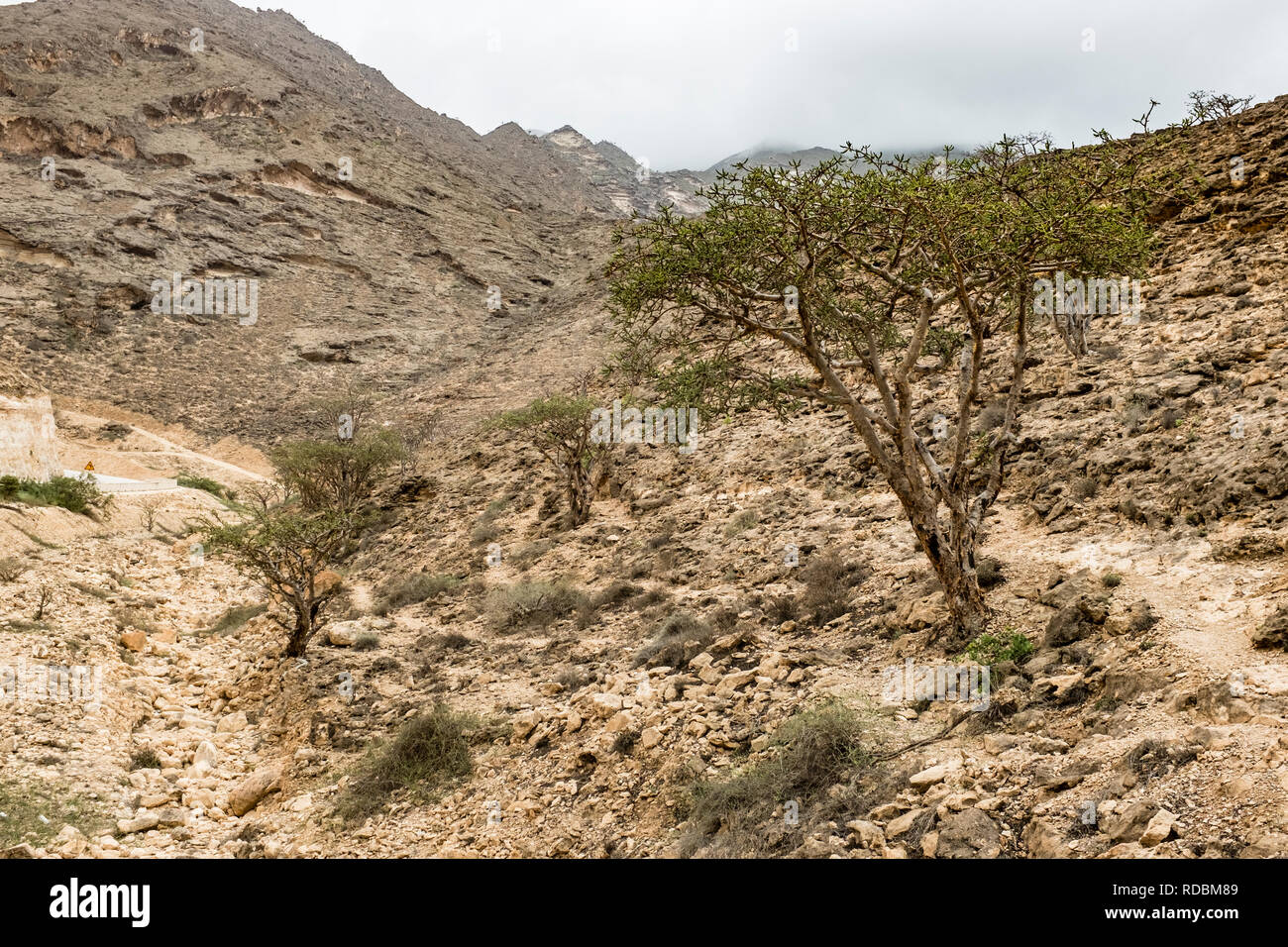 Oman dhofar not desert trees hi-res stock photography and images - Alamy