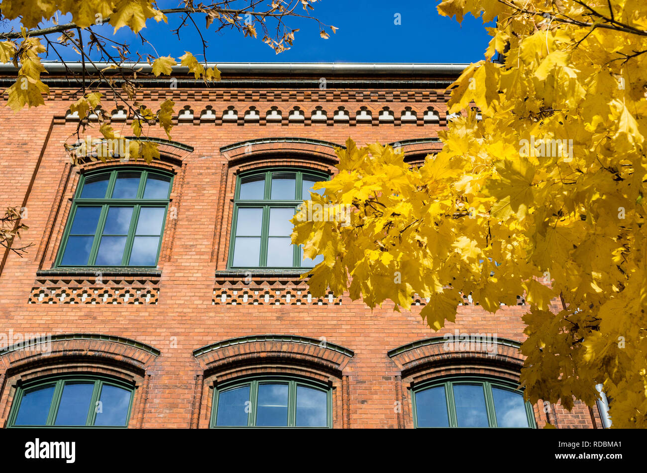 facade of an old brick building with maple tree in the foreground ...