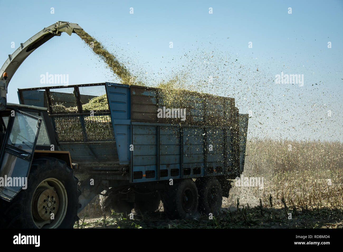 Trailer pulled by tractor with mown dry corn Stock Photo - Alamy