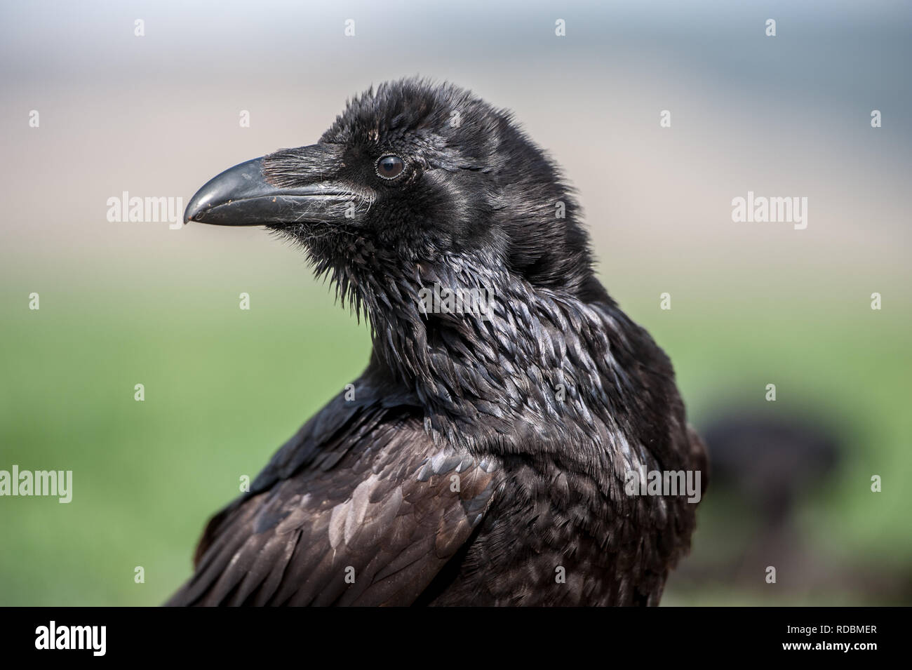 Raven (Corvus corax). Black crow portrait isolated on natural ...