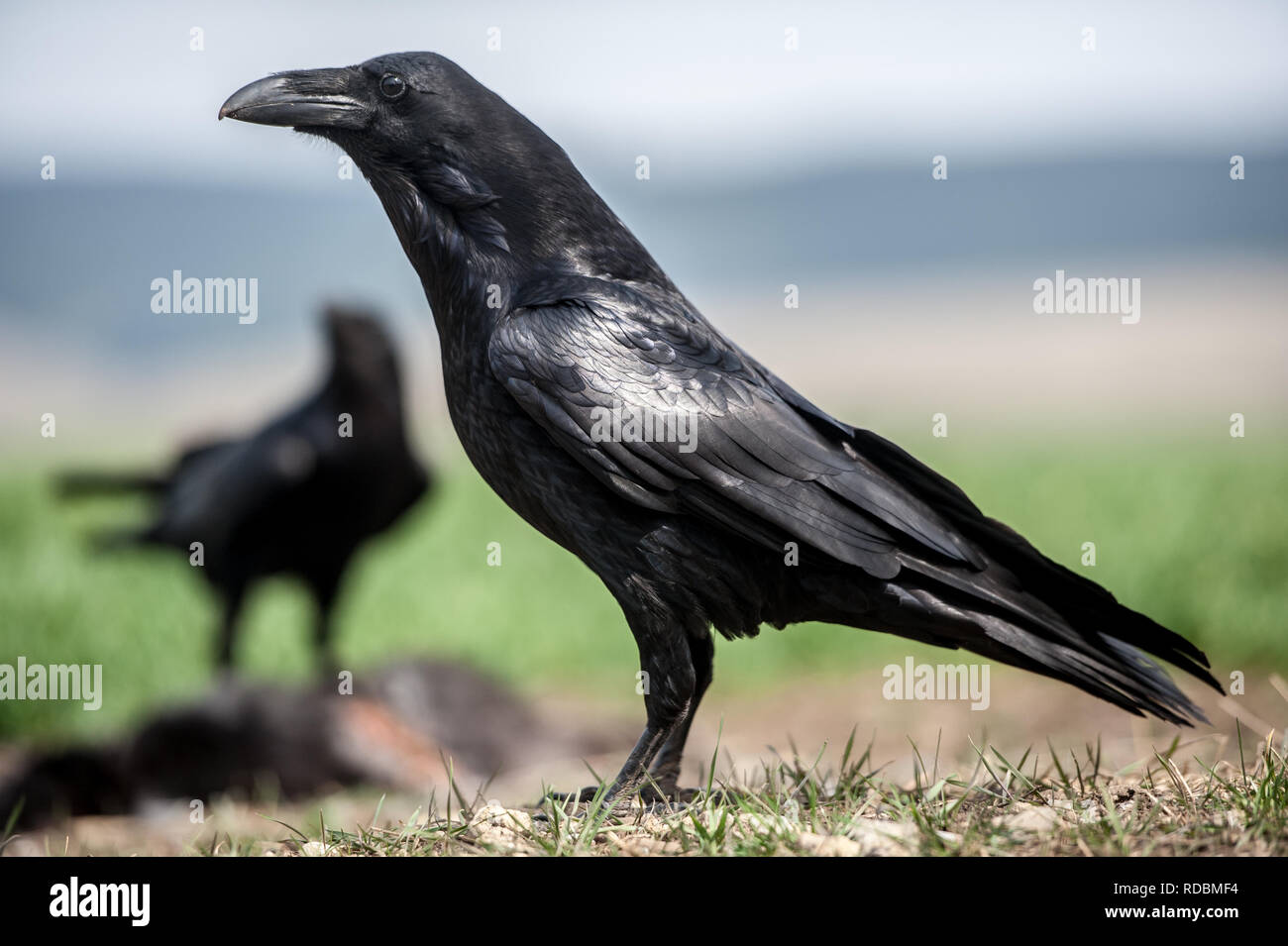 Raven (Corvus corax). Black crow portrait isolated on natural ...