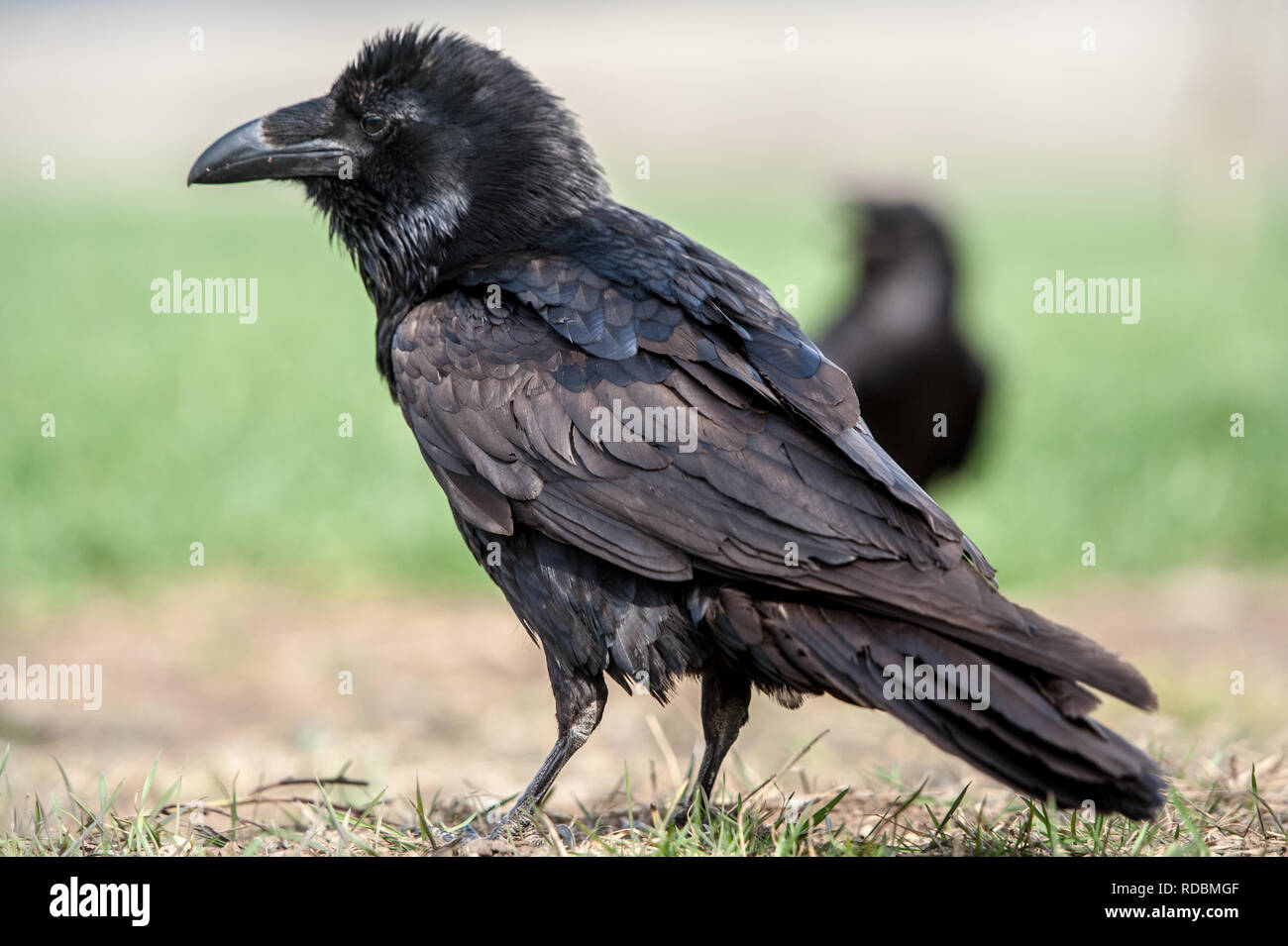 Raven (Corvus corax). Black crow portrait isolated on natural ...