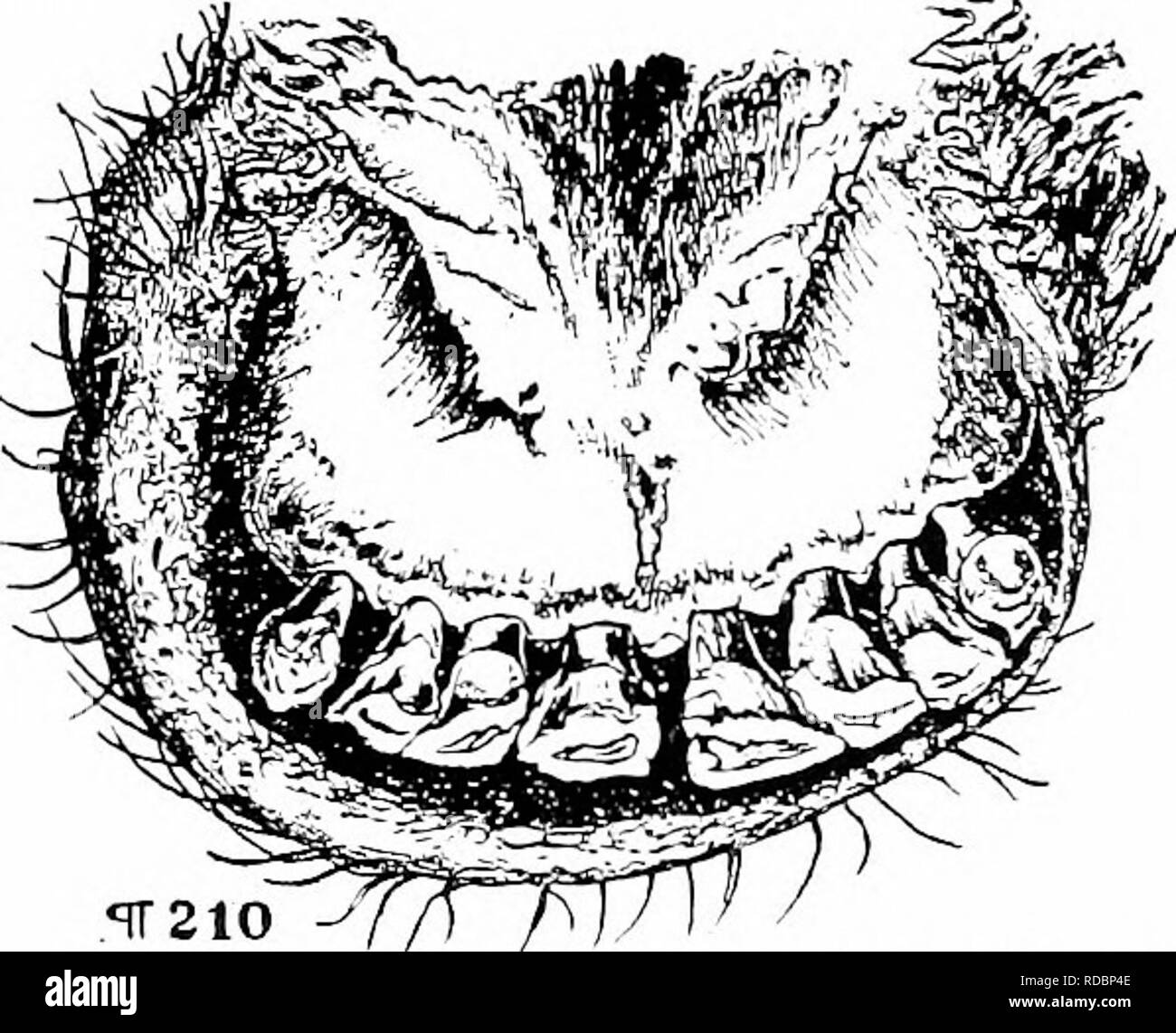 Cattle molar hi-res stock photography and images - Alamy