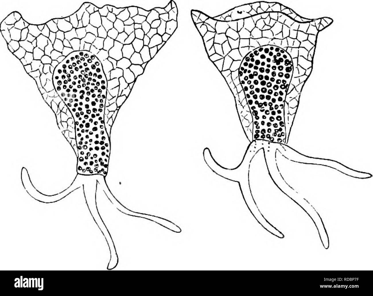 Truncated apex Black and White Stock Photos & Images - Alamy