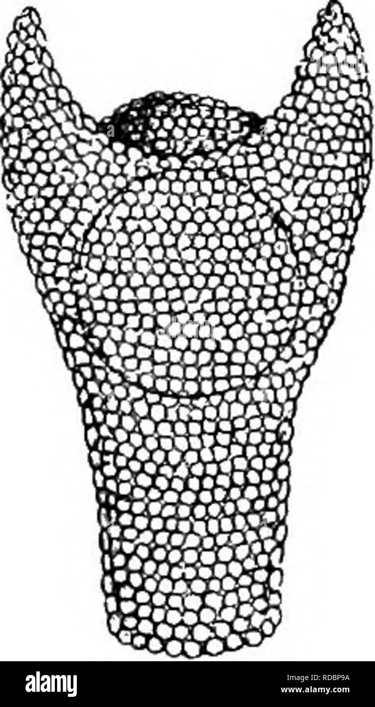 Conical body Black and White Stock Photos & Images - Alamy