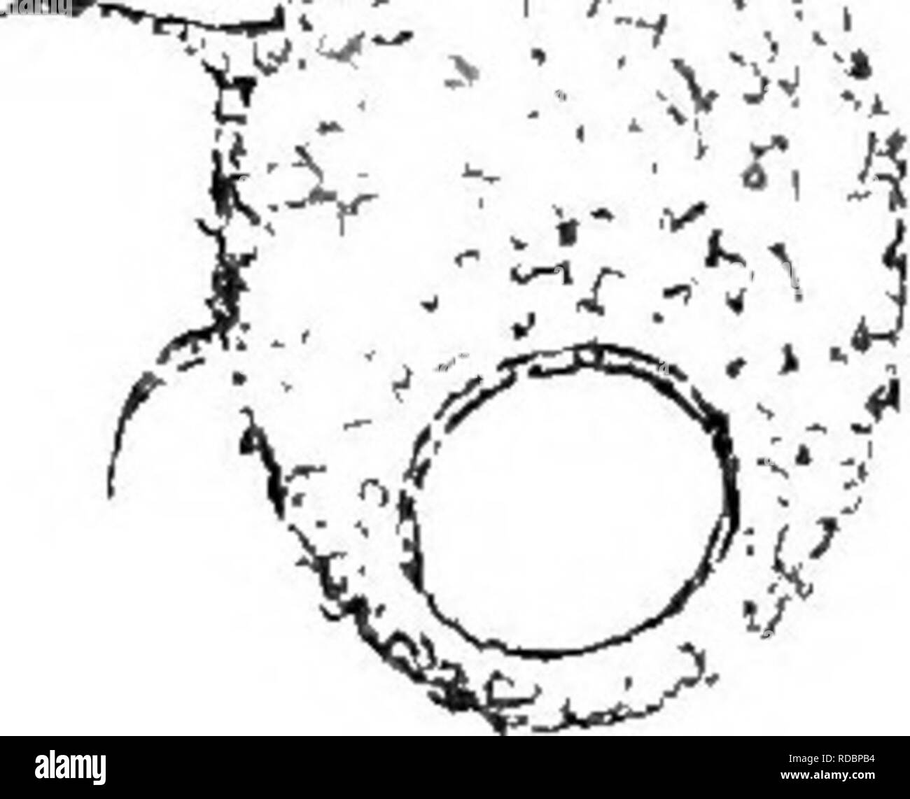 Difflugia sp hi-res stock photography and images - Alamy