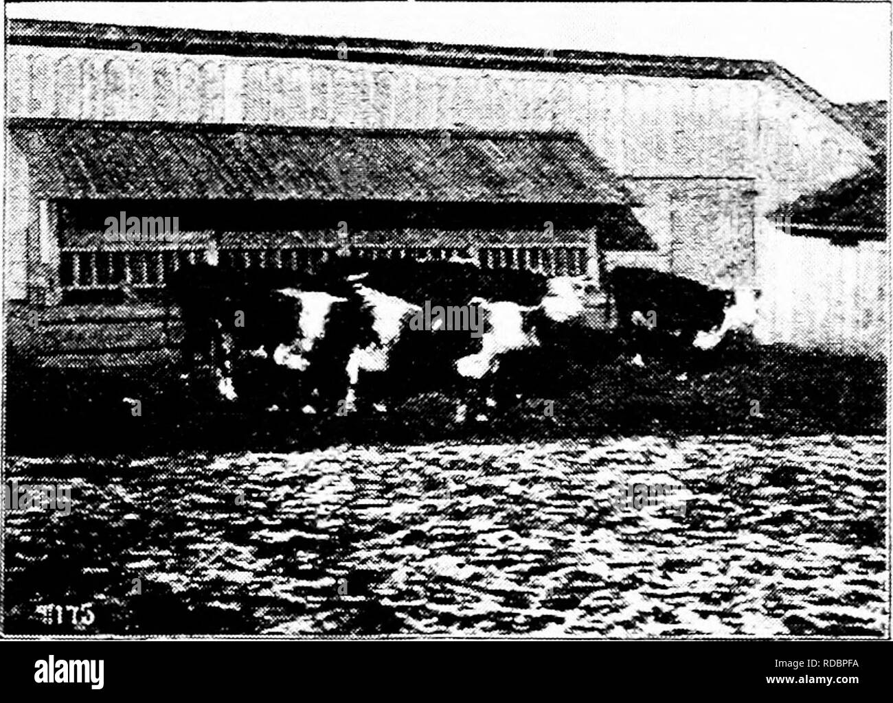 . History of Hereford cattle : proven conclusively the oldest of ...