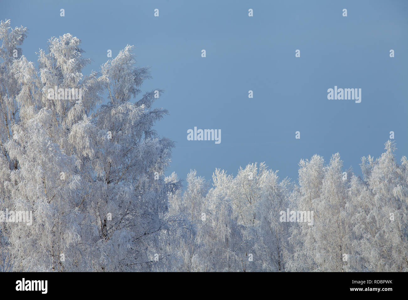 winter landscape, branches of trees in frost Stock Photo - Alamy
