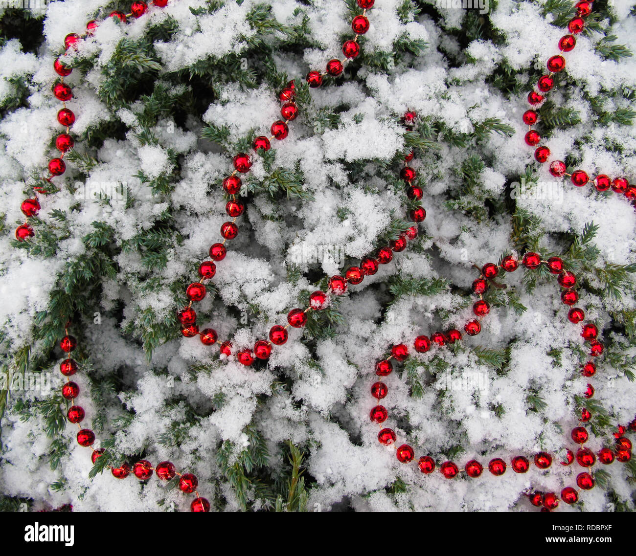 Conifer tree branches hi-res stock photography and images - Alamy