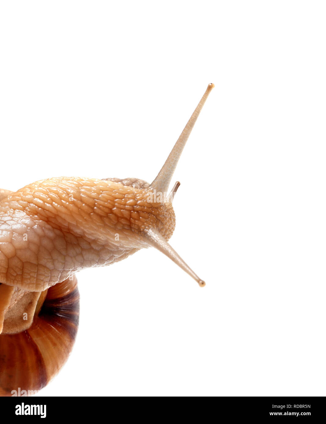 Garden snail looking up isolated hi-res stock photography and images ...
