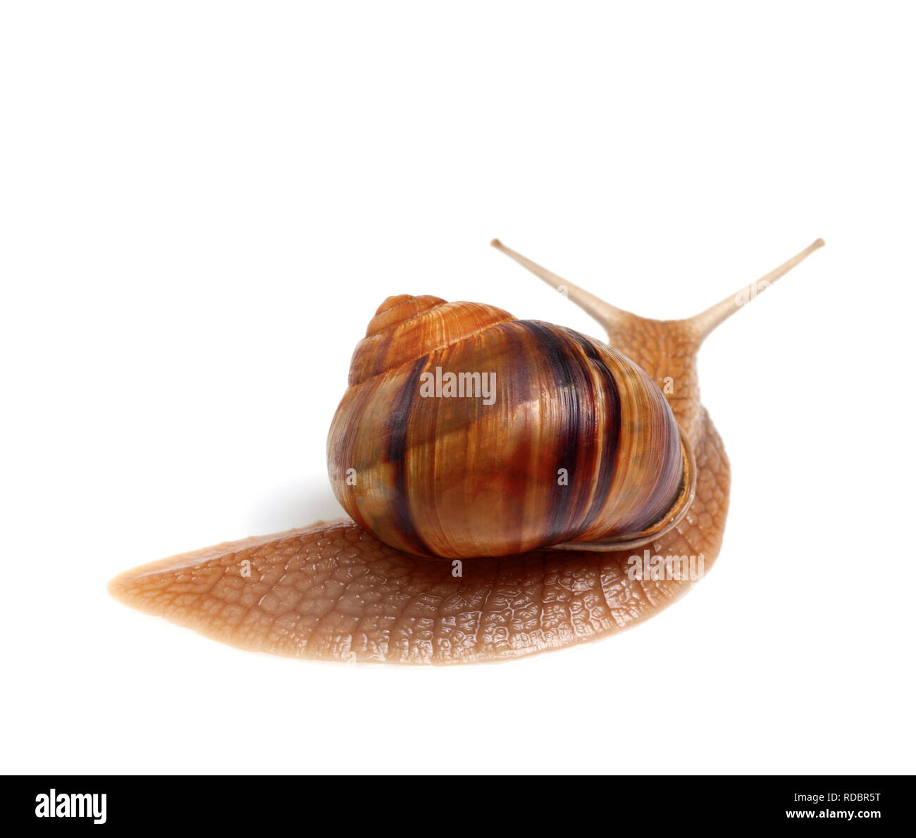 Snail isolated on white background. Back view Stock Photo - Alamy
