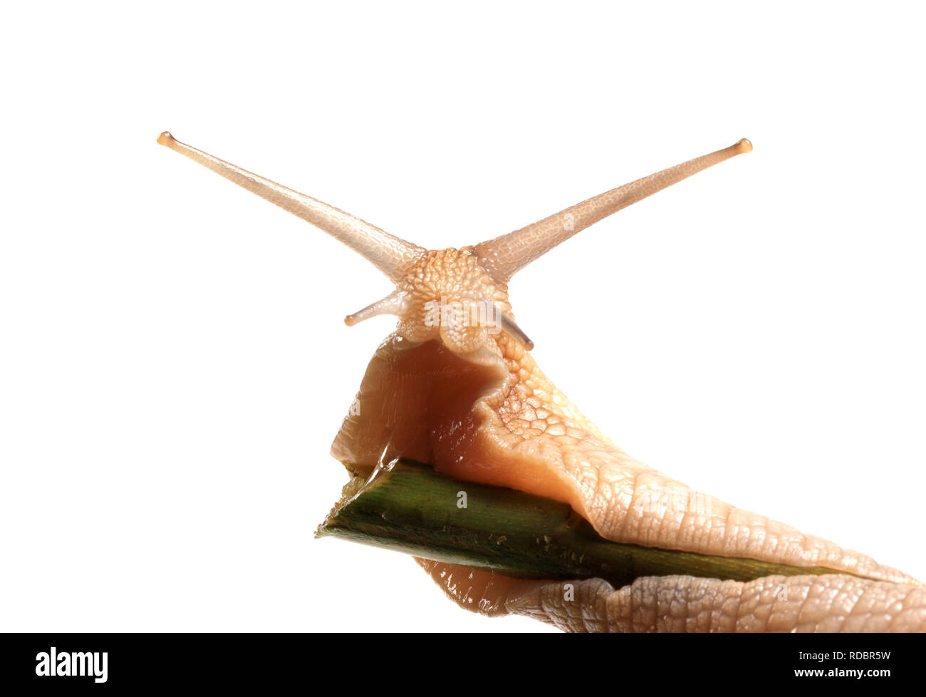 Snail crawling on bamboo stalk. Isolated on white background Stock ...