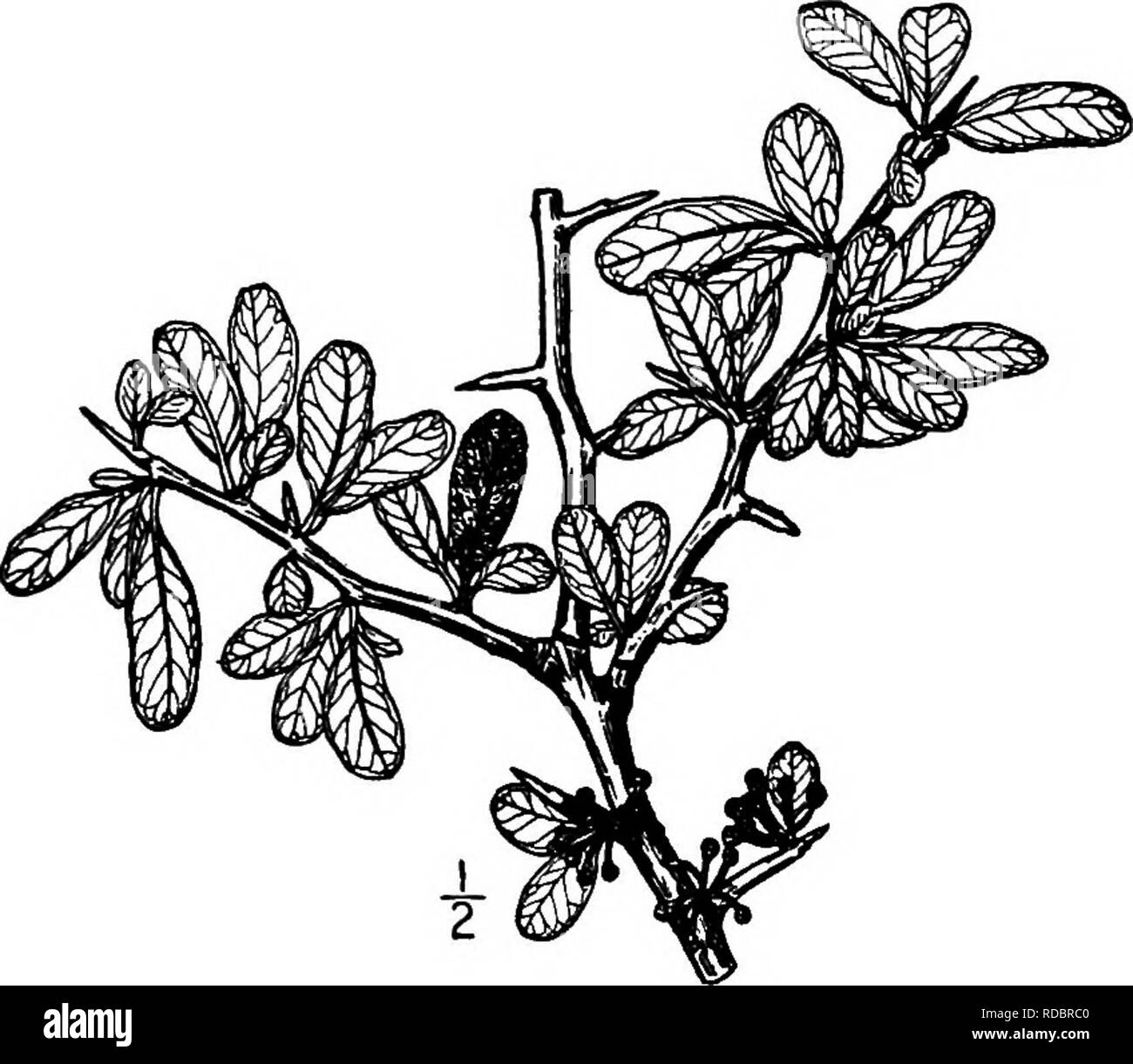 Bumelia hi-res stock photography and images - Alamy