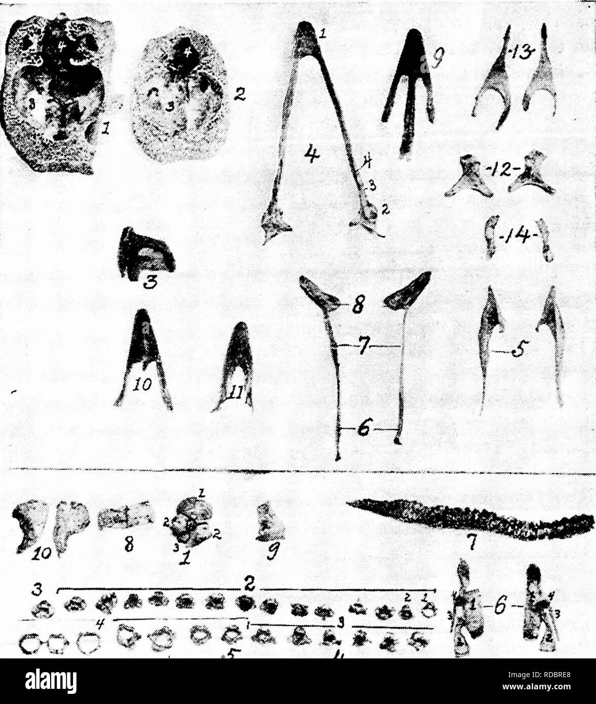 . The anatomy of the domestic fowl . Domestic animals; Veterinary ...