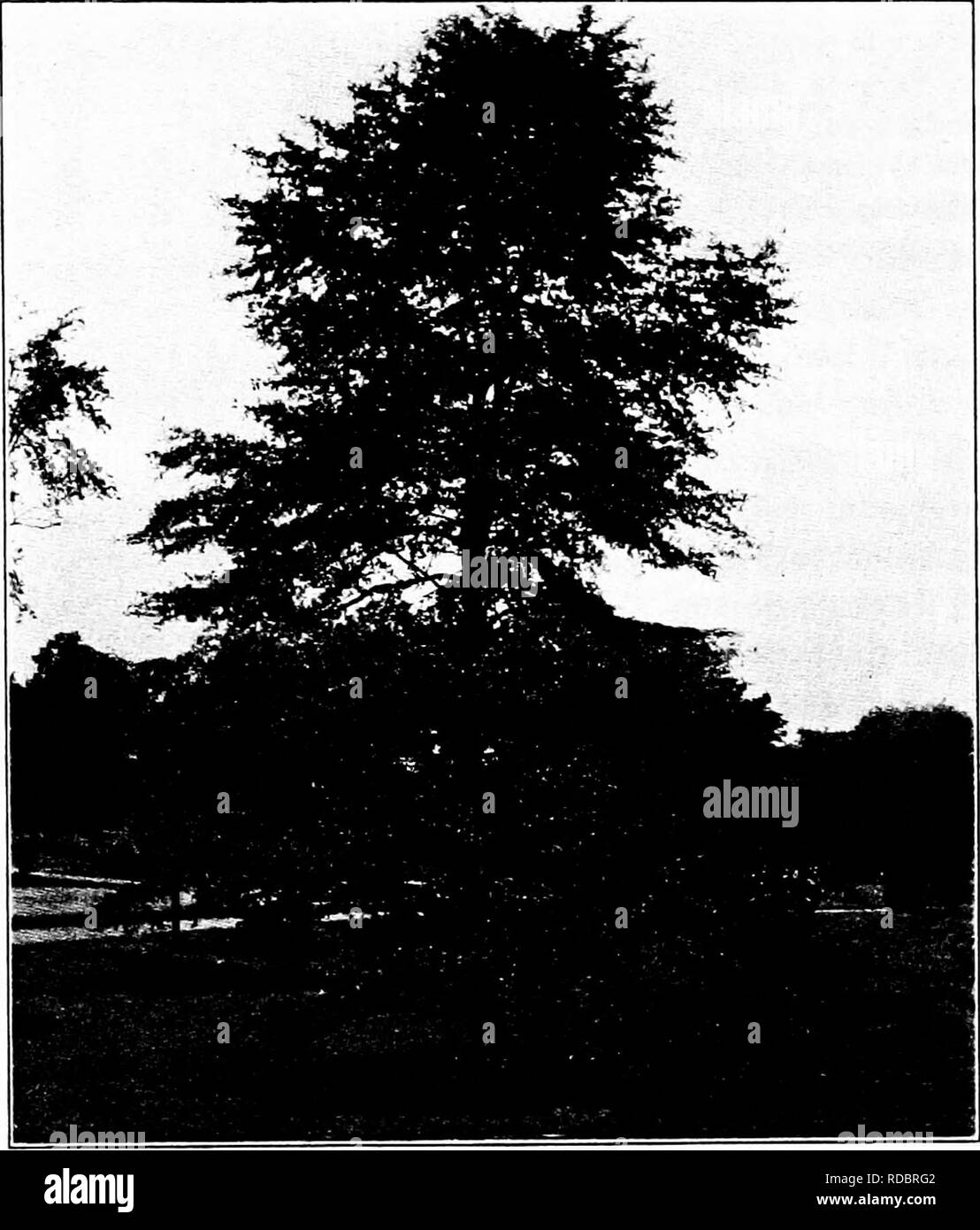 Sour Gum Tree High Resolution Stock Photography and Images - Alamy