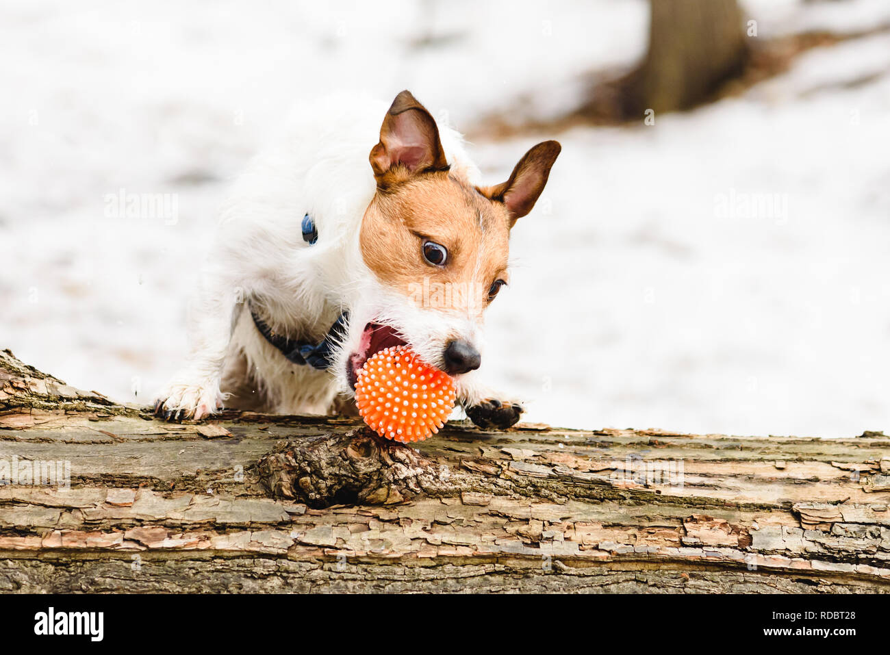 Funny dog fail hi-res stock photography and images - Alamy
